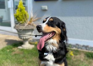Airpets Ltd | Pets and Animals Directory Portal